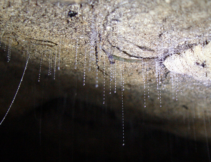 Two Arachnocampa luminosa larvae with their fishing snares hanging