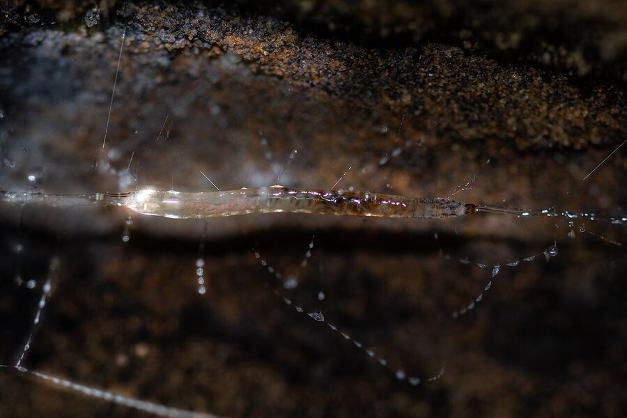 Arachnocampa luminosa glowworm larva close up showing bioluminescent abdomen