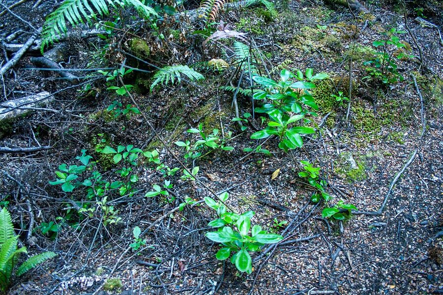 Walking path through bush near the Te Anau Glowworm Caves Cavern House