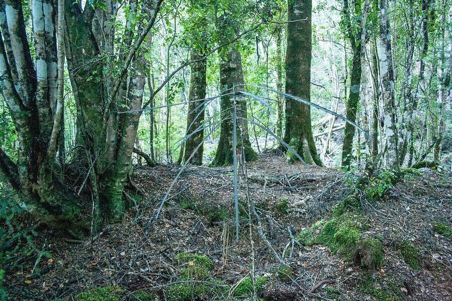 Bush walking area near the entrance of the Te Anau Glowworm Caves