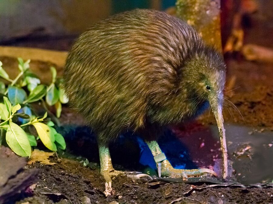 North Island brown kiwi at the Te Puia conservation centre, Rotorua
