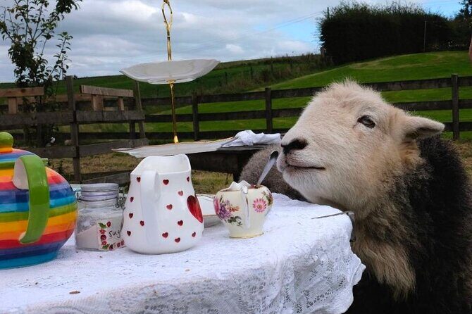 Tea with Naughty Sheep - Why This Tour Offers Value