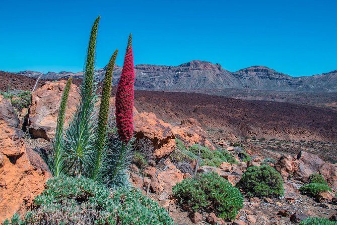 Teide National Park Half Day Tour with Hotel Pick up - FAQ