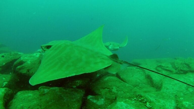 Tenerife: 2 Diving Sessions for Certified Divers - Who Should Consider This Tour?