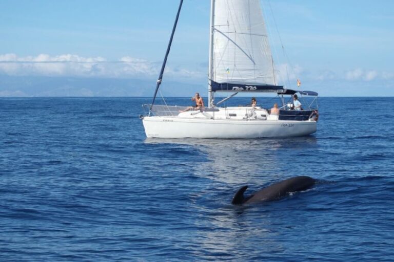 Tenerife: 3 &-6 Hour Private Whale & Dolphin Watching - Why This Experience Offers Outstanding Value