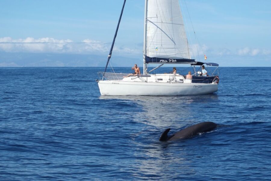 Tenerife: 3 &-6 Hour Private Whale & Dolphin Watching - Why This Experience Offers Outstanding Value