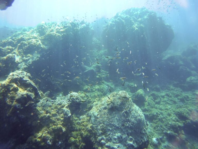 Tenerife Exclusive Snorkeling Trip with Marine Biologist - The Experience Provider: GooDiving