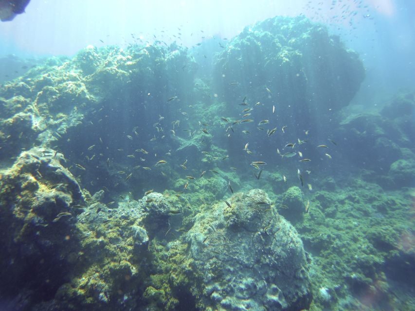 Tenerife Exclusive Snorkeling Trip with Marine Biologist - The Experience Provider: GooDiving