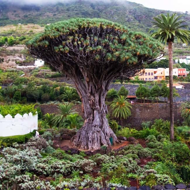 Tenerife: Full Private Island Tour, with departures from the south and north - Transportation, Timing, and Value