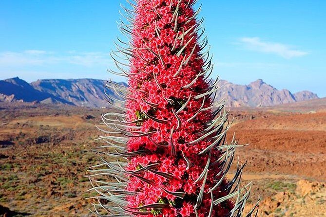 Tenerife Highlights Full-Day Tour - Transportation, Group Size, and Overall Experience