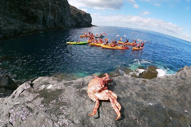 Tenerife Kayak Tour with Marine Wildlife Spotting and Snorkeling - The Bottom Line: Is It Worth It?