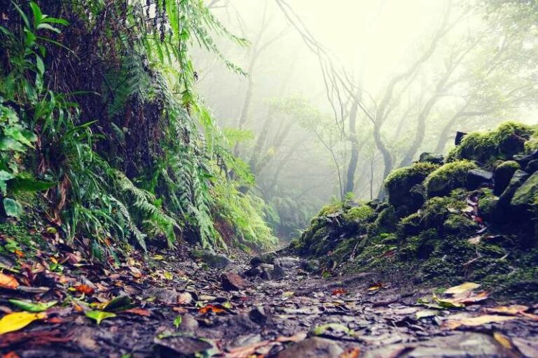 Tenerife: La Laguna & Anaga hike - The UNESCO City of La Laguna: A Walk Through History