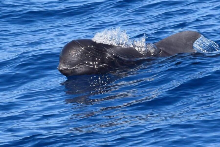 Tenerife: Luxury Private Whale & Dolphin Watching Tour - Who Should Book This Tour?
