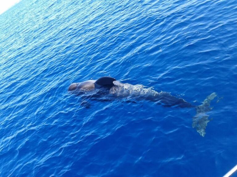 Tenerife: Private or Group 3 Hour Sailing Cruise with Drinks - A Typical Day on the Water