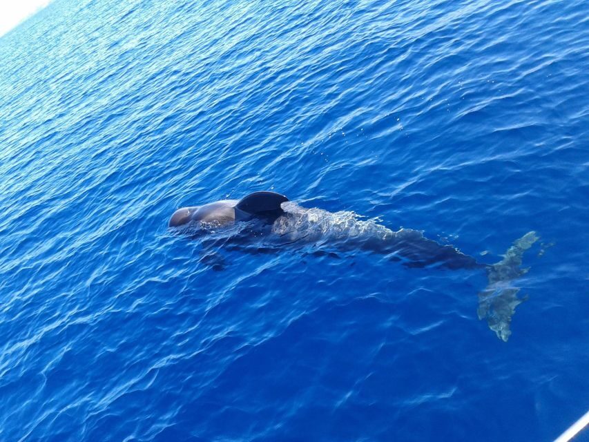 Tenerife: Private or Group 3 Hour Sailing Cruise with Drinks - A Typical Day on the Water