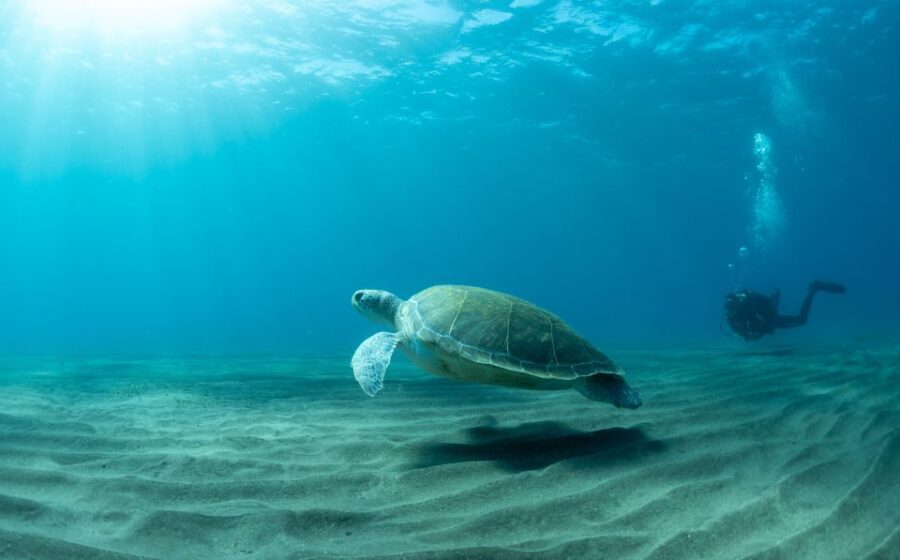 Tenerife: Scuba Diving Lesson and Abades Protected Area Dive - Practical Details and Tips