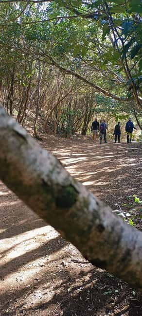 Tenerife: Senderismo Anaga, Bosque Mágico, Reserva Biosfera - The Itinerary: What to Expect