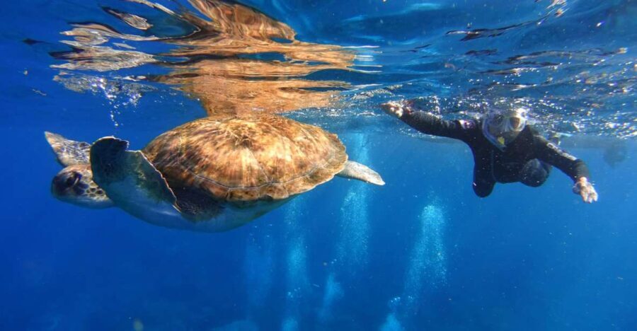 Tenerife: Snorkel with Turtles - The Boat Ride: Scenic and Exciting