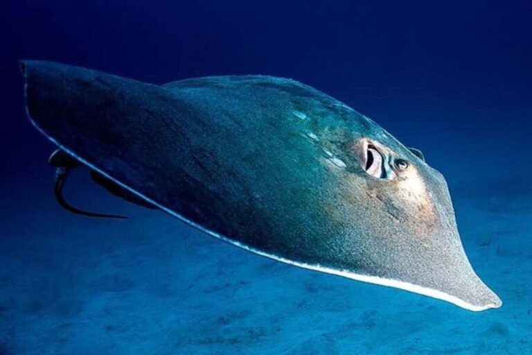 Tenerife: Snorkeling to look for Turtles and Rays - What’s Included and What’s Not