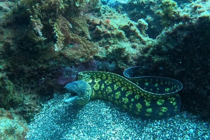 Terceira Azores: Scuba-Double dive Trip(certified Divers) - What to Expect: An In-Depth Breakdown