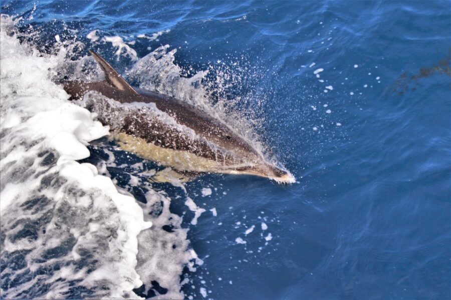 Terceira: Boat Tour and Swimming with Dolphins - Final Thoughts: Who Will Love This Tour?