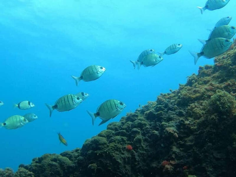 Terceira Island: Snorkeling Adventure - The Itinerary in Detail