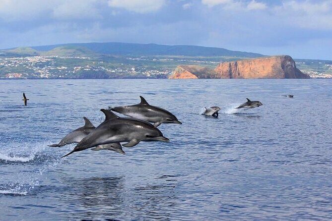 Terceira Island: Swimming with Wild Dolphins | Natural Habitat - Who Should Consider This Tour?
