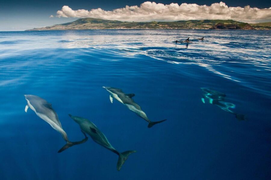 Terceira: Swimming with Wild Dolphins | Natural Habitat - Why This Tour Offers Value