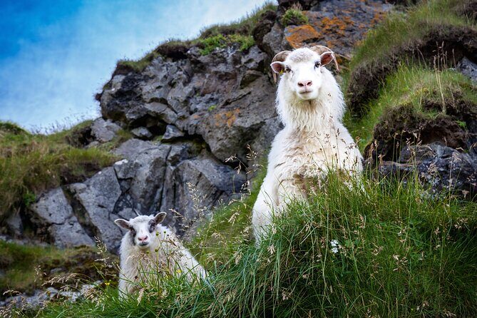 The Best of Vestmannaeyjar with Ebbi - FAQs