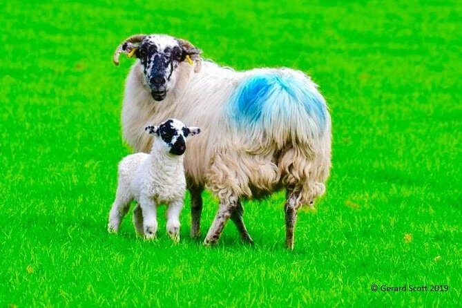 The Best Two Day Tours in Ireland: The Ring of Kerry and Dingle Slea Head Tours - Day 2: The Dingle Peninsula and Slea Head