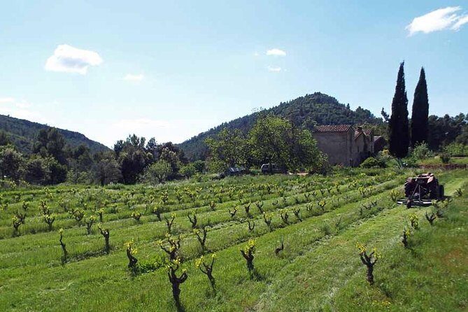 The Grape Escape! Cycling in Beautiful Scenery with Wine Tasting - What the Reviews Say
