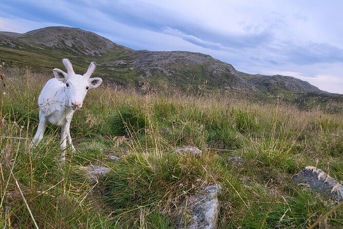 The North cape and the King crab - What the Reviews Reveal