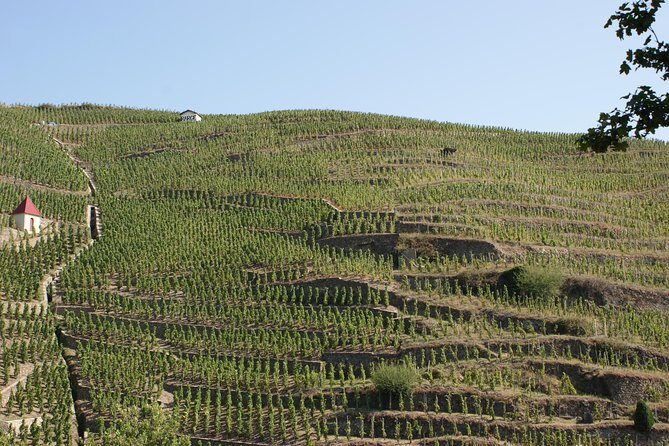 The Original Syrah Wine Tour (2:00 pm - 6:30 pm) - Small Group Tour from Lyon - Key Points