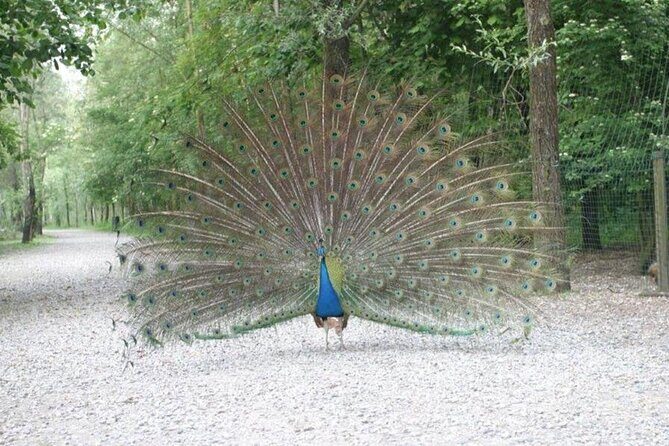 Ticket for Parco Ittico Paradiso at Zelo Buon Persico - Why This Park is Worth Visiting