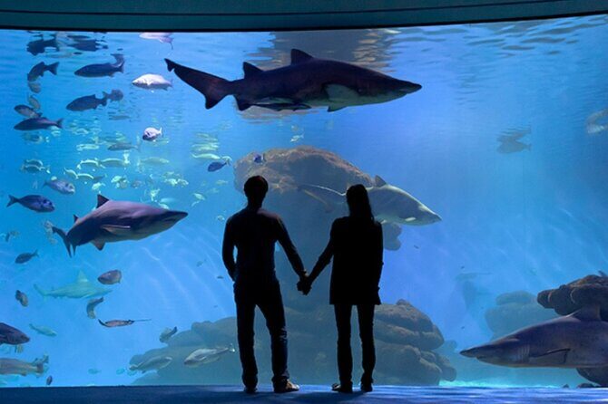Ticket + Transfer to Palma Aquarium - What Makes Palma Aquarium Worth Visiting?