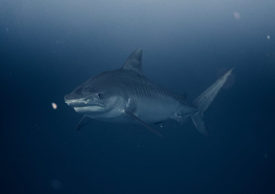 Close-up of a tiger shark swimming underwater in deep blue ocean near Haleiwa