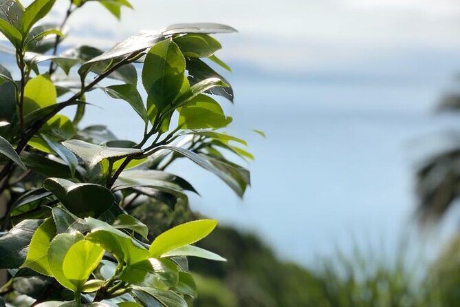 Tour from Genoa to Portofino,Santa Margherita and Camogli - Transportation and Comfort