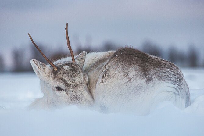Tour of the authentic fjords of Kvaløya - Who Is This Tour Best For?