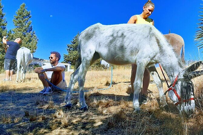 Tour the Sanctuary and Walk with the Donkeys and Share their Love - The Walk with the Donkeys