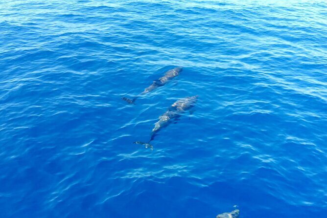 Tour to the islands of the La Maddalena Archipelago by sailing boat - What Travelers Say