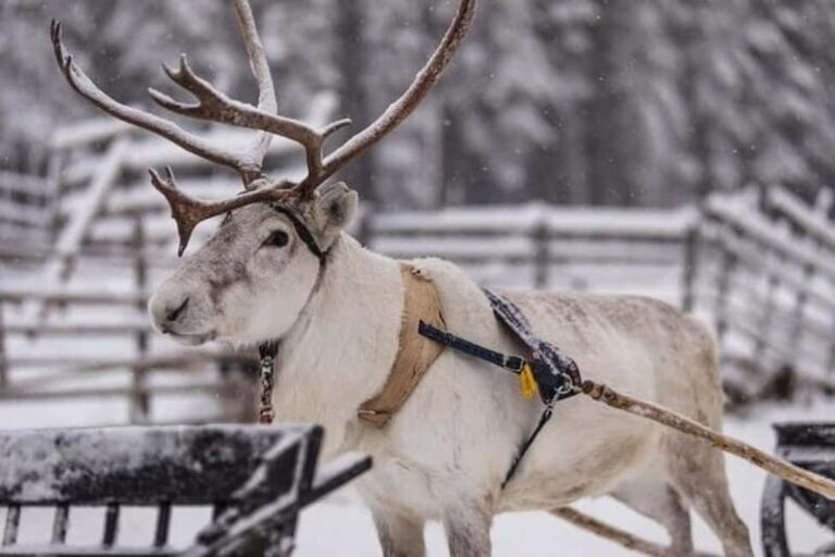 Traditional Reindeer Farm Visit with a Short Sleigh Ride - The Sum Up