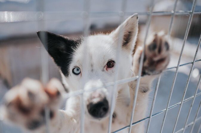 Trail of Tails Step into the Mushing Life in 5KM Husky Safari - The Sum Up