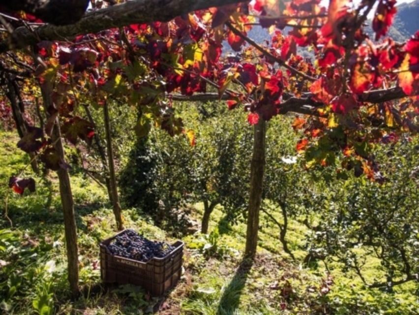 Tramonti: Vineyard & Winery Tour with Tasting & Appetizers - The Itinerary: What You Can Expect
