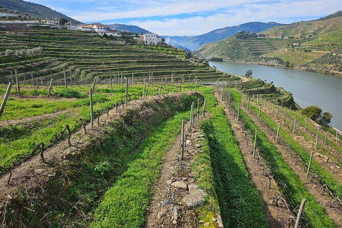 Transfer- Porto to Douro Wine Region (or reverse) - The Value of This Transfer Service