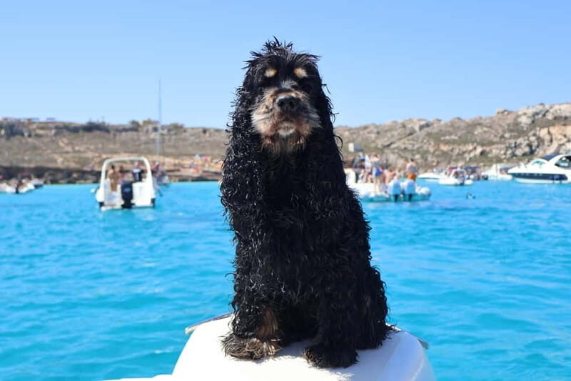 Trapani: favignana and levanzo boat tour - The Value of This Tour