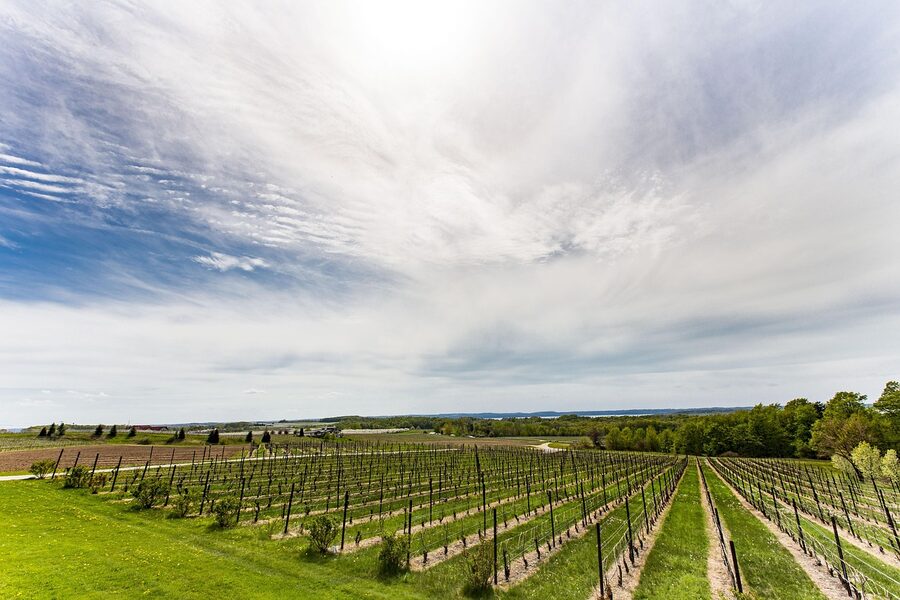Chateau Grand Traverse vineyard rows on Old Mission Peninsula