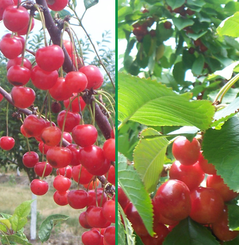 Tart and sweet cherries from Amon Orchards near Traverse City
