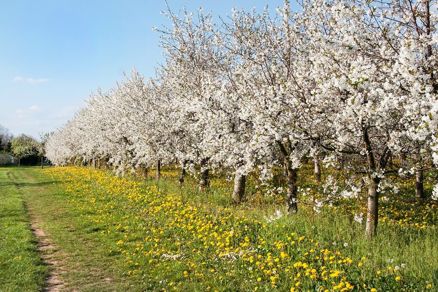 Cherry orchard in full bloom during spring
