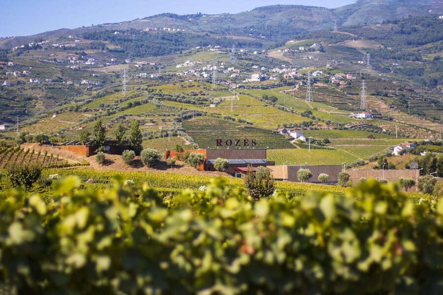 Panoramic vineyard view over rolling hills