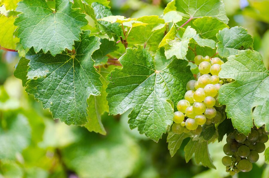 Riesling grape clusters on the vine at harvest